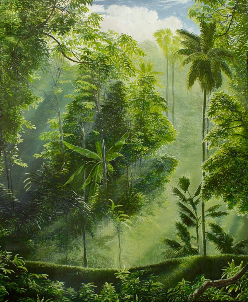 Bosque Verde Imagenes Se Publica El Estándar De Manejo Forestal